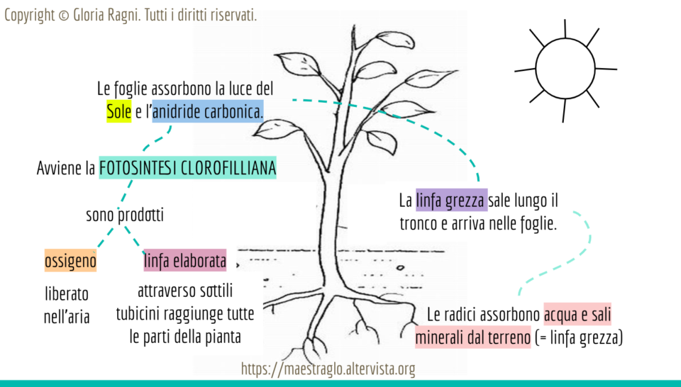 Fotosintesi Clorofilliana Maestraglo