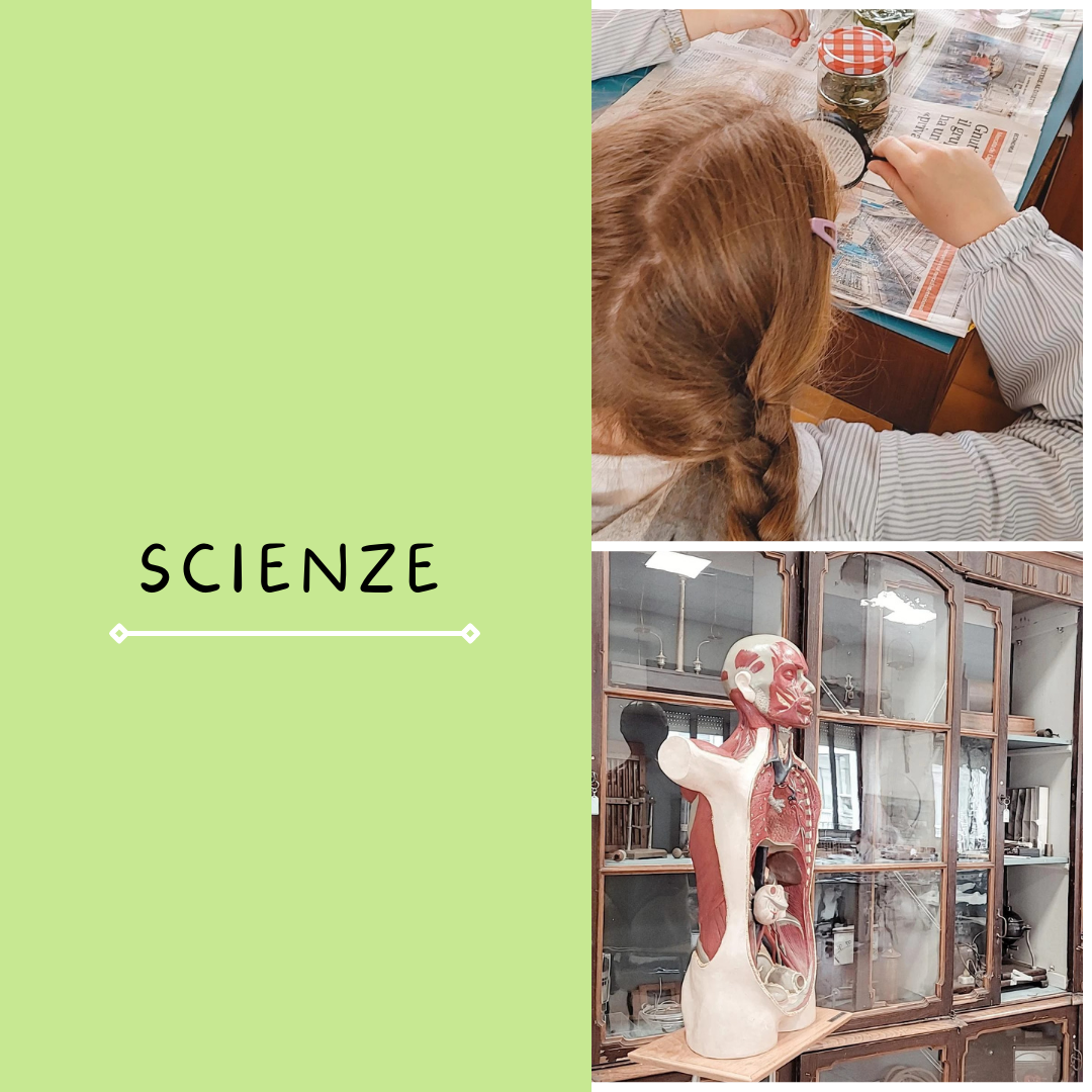 DISCIPLINE - MAESTRAGLO